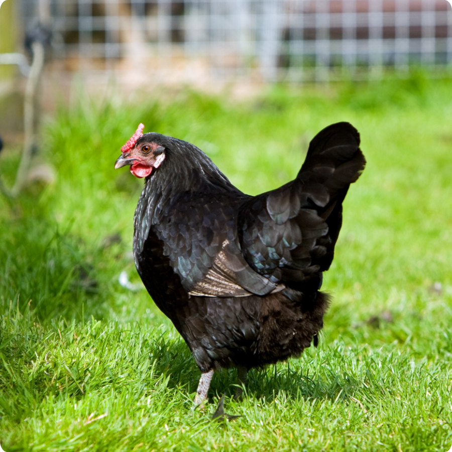 5 THINGS EVERY BEGINNER BACKYARD CHICKEN RAISER SHOULD KNOW – Grandpas ...