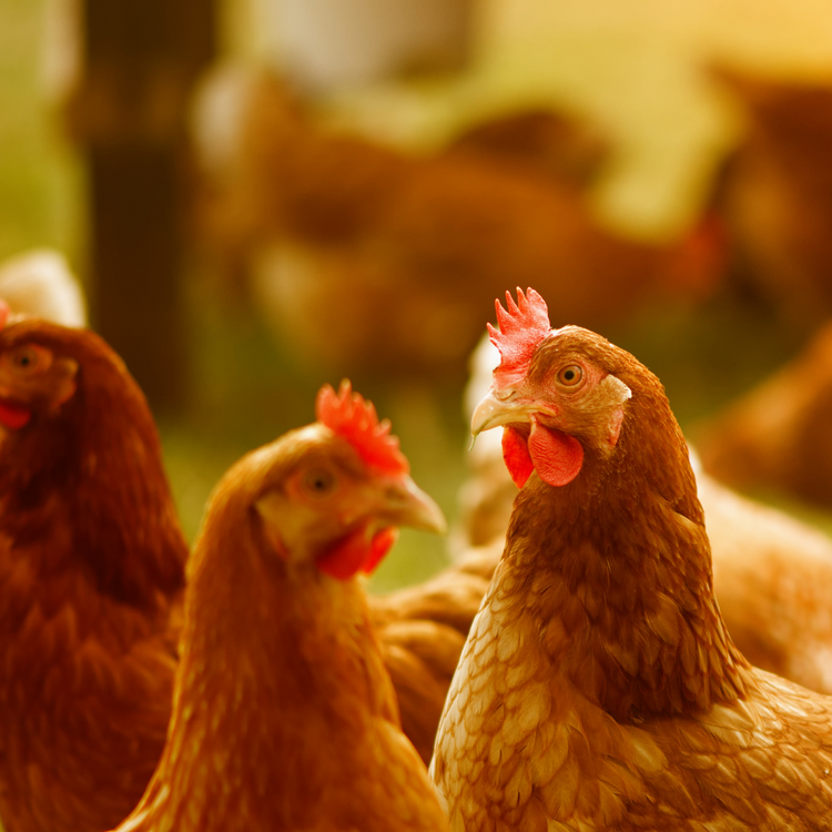 5 ESSENTIAL TOOLS FOR CHICKEN RAISING BEGINNERS – Grandpas Feeders